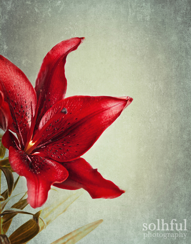 Red Lily Flower Photography Dramatic 8x10 Print on Luulla